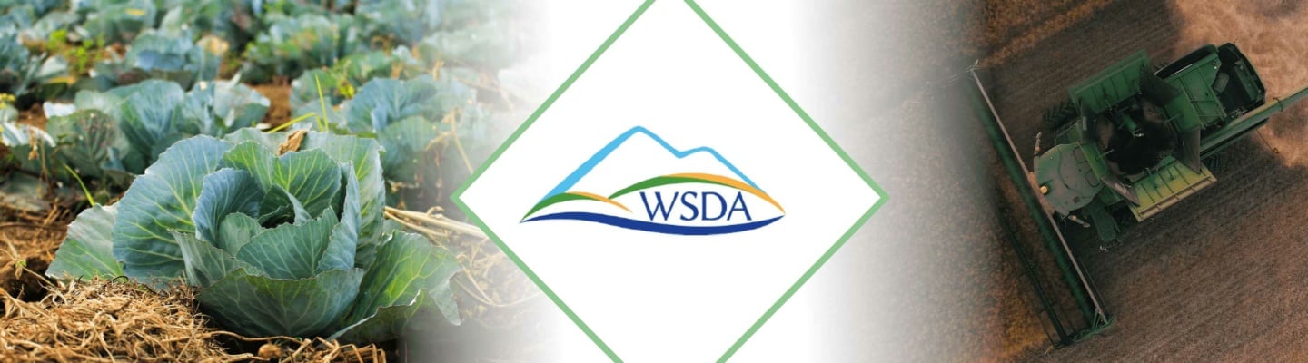 WSDA — When Four Eyes Are Not Enough | Intact