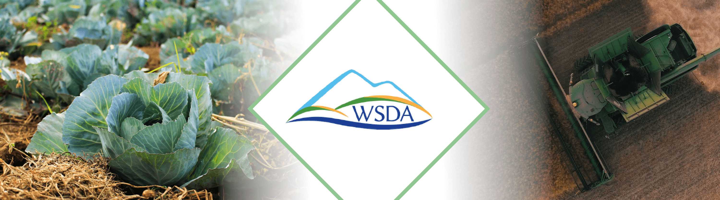 WSDA — When Four Eyes Are Not Enough | Intact